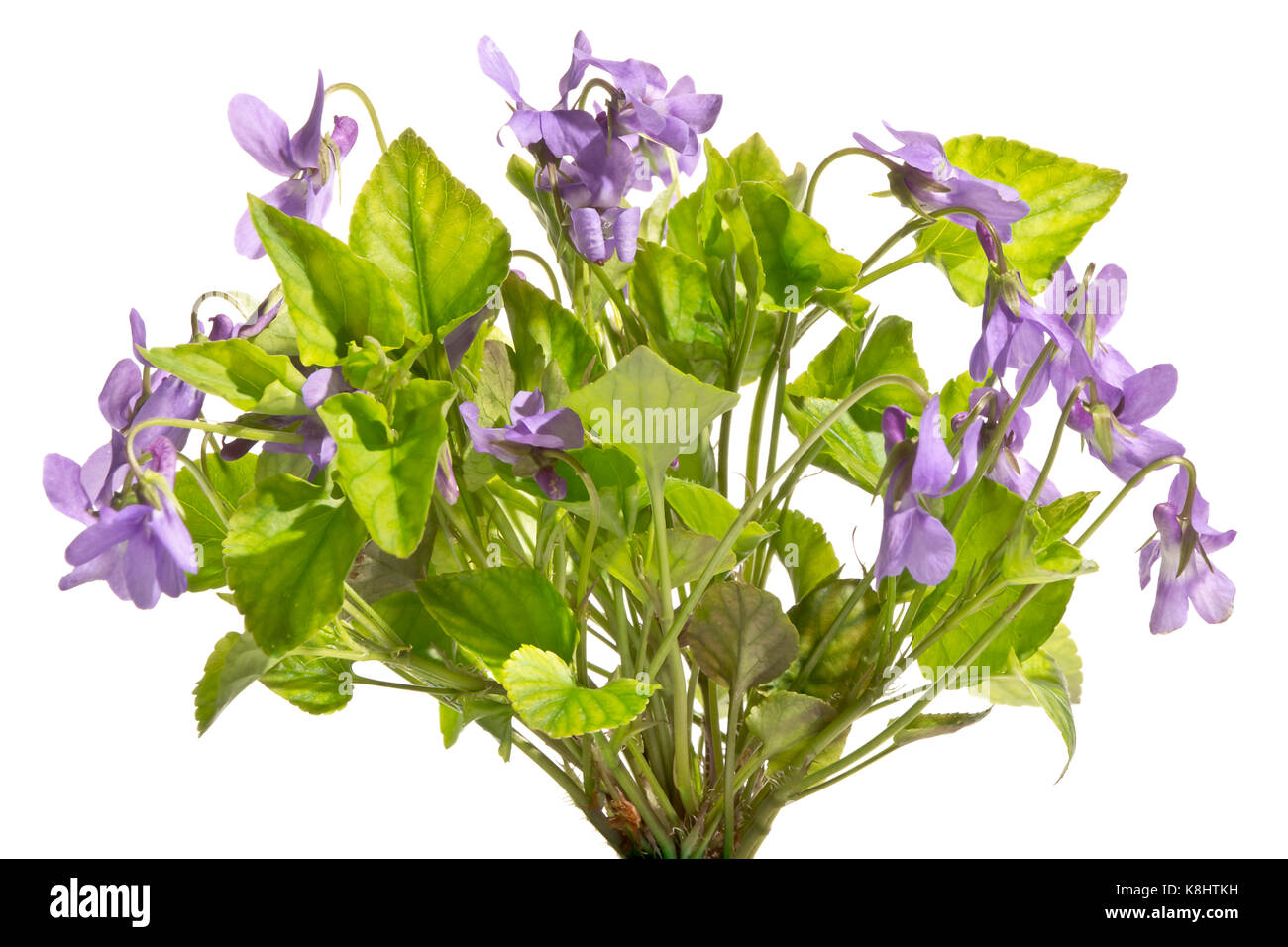 Wild violets background hi-res stock photography and images - Alamy