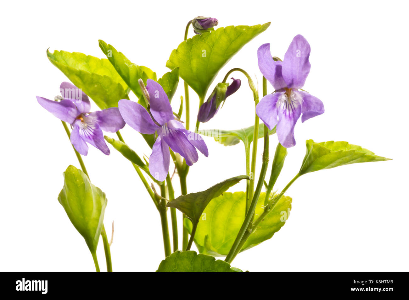 Violets isolated on a white background Stock Photo - Alamy