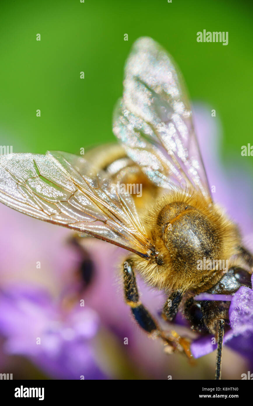 Close-up of honey bee on flower Stock Photo - Alamy