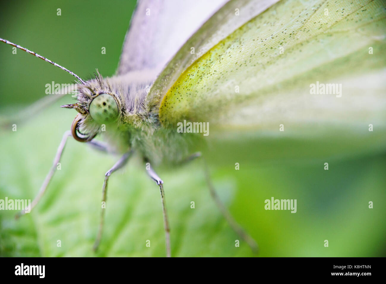 Moth extreme close hi-res stock photography and images - Alamy