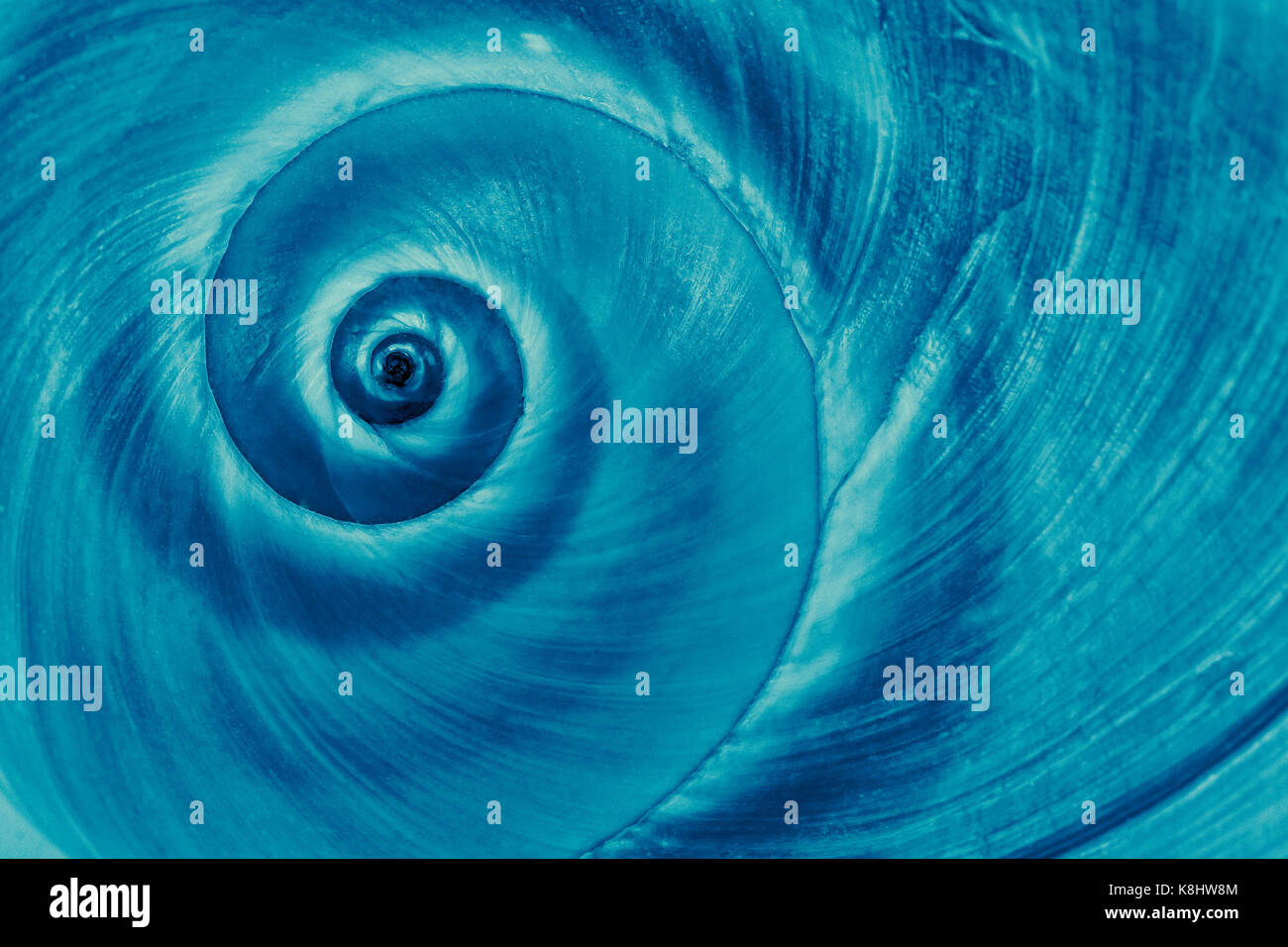 Spiral seashell black white hi-res stock photography and images - Alamy