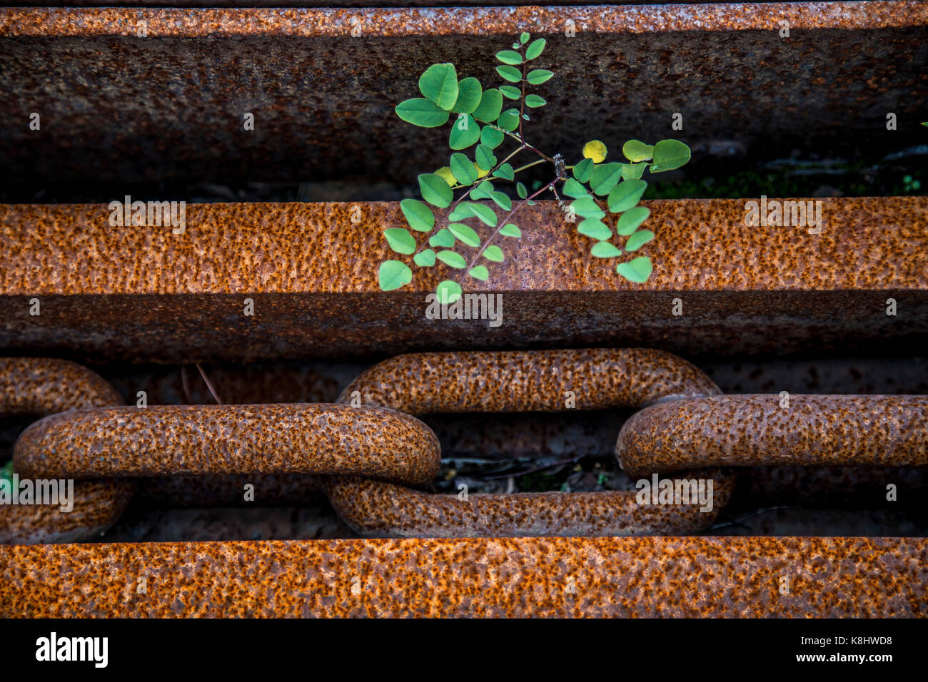 Rusted iron chain and iron chain link, green plant survival in the ...