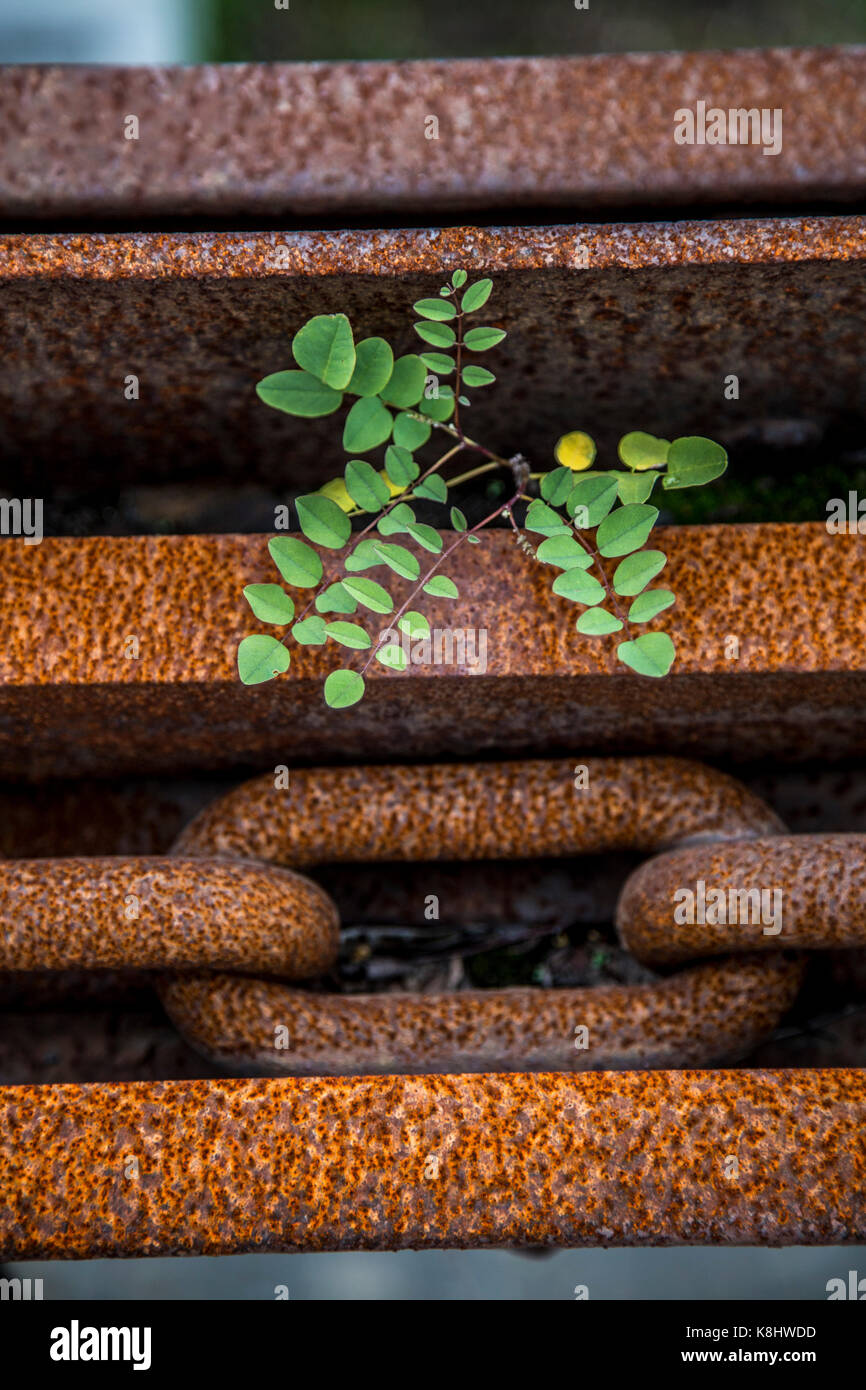 Rusted iron chain and iron chain link, green plant survival in the ...