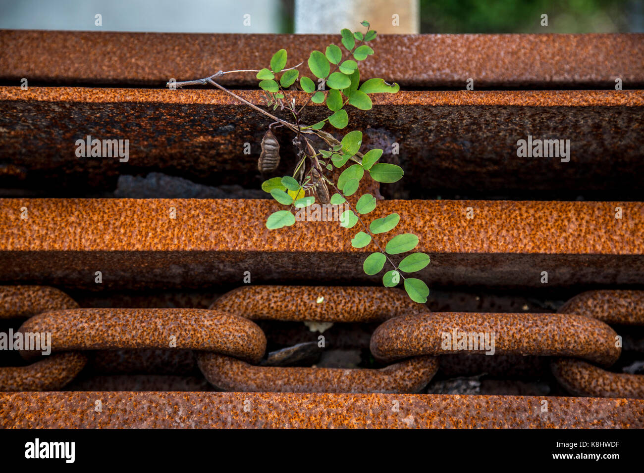 Rusted iron chain and iron chain link, green plant survival in the ...