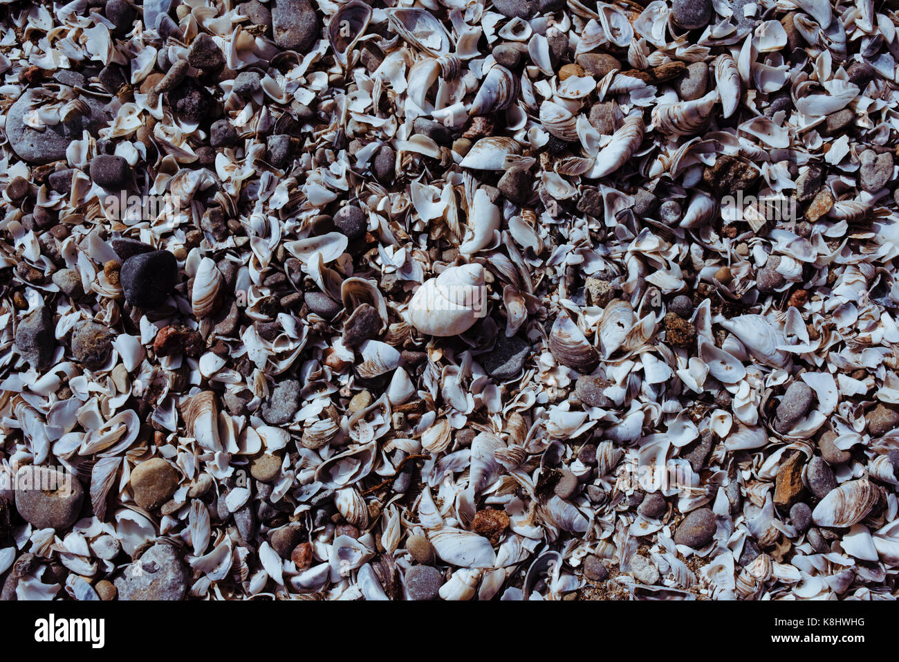 Overhead view of broken seashells at beach Stock Photo - Alamy