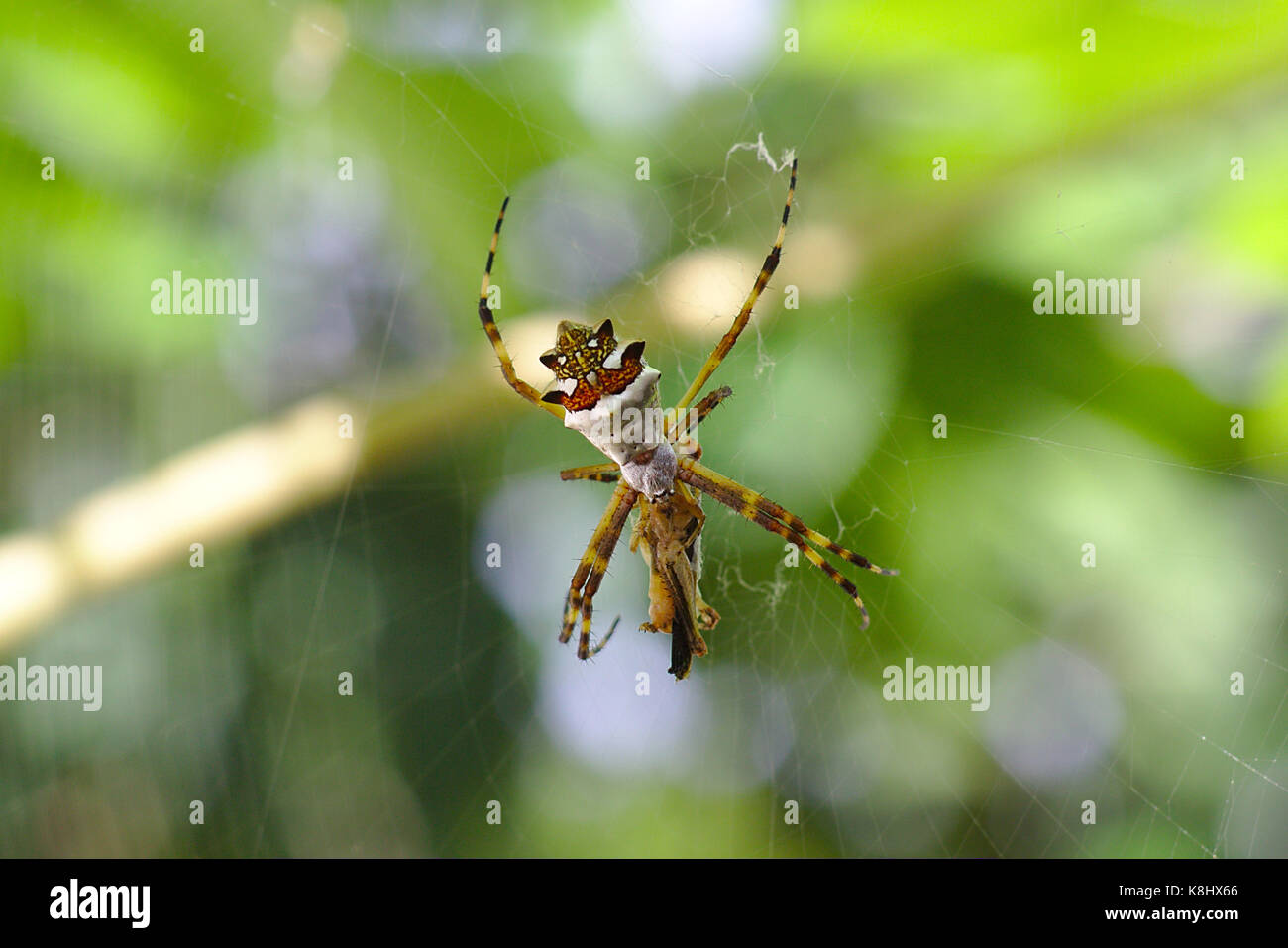 Spider eating cricket Stock Photo - Alamy