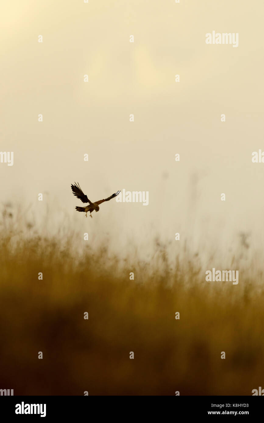 Hiding hunting hi-res stock photography and images - Alamy