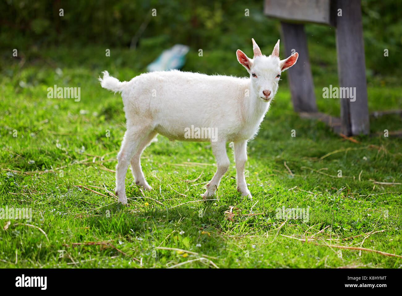 beautiful white little goat on the grass in the yard in the summer ...