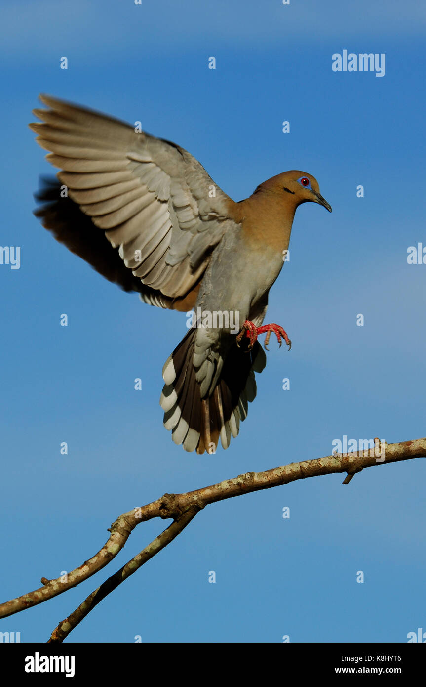 White doves in flying hi-res stock photography and images - Alamy