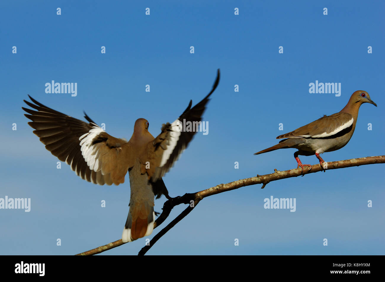 White doves in flying hi-res stock photography and images - Alamy