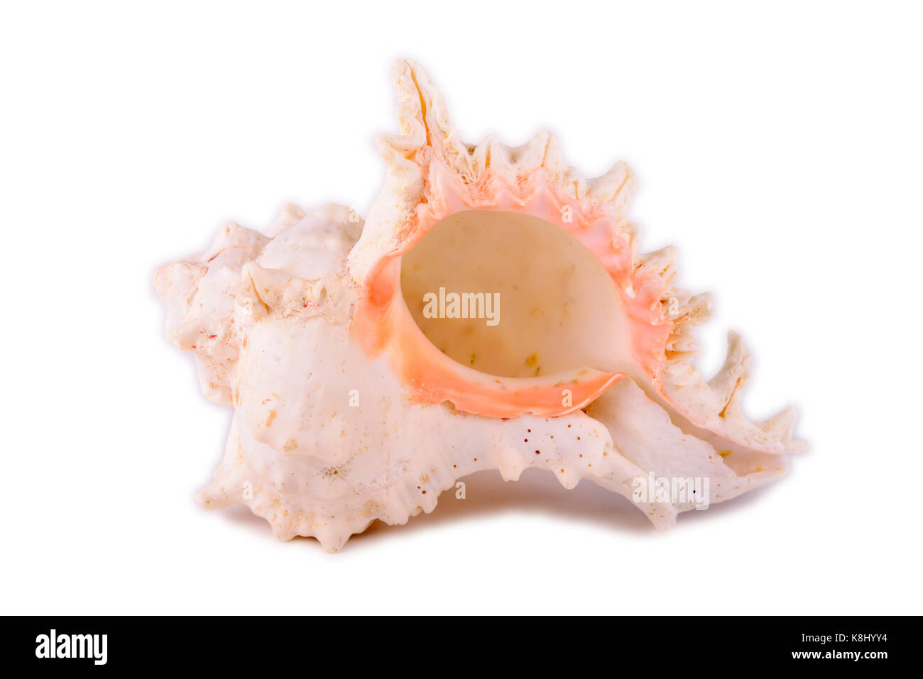 sea shell isolated on white background Stock Photo - Alamy