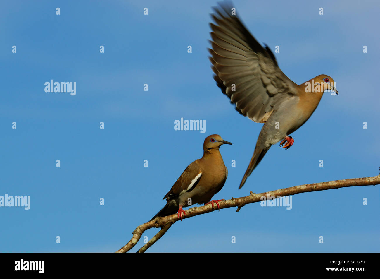 White doves in flying hi-res stock photography and images - Alamy