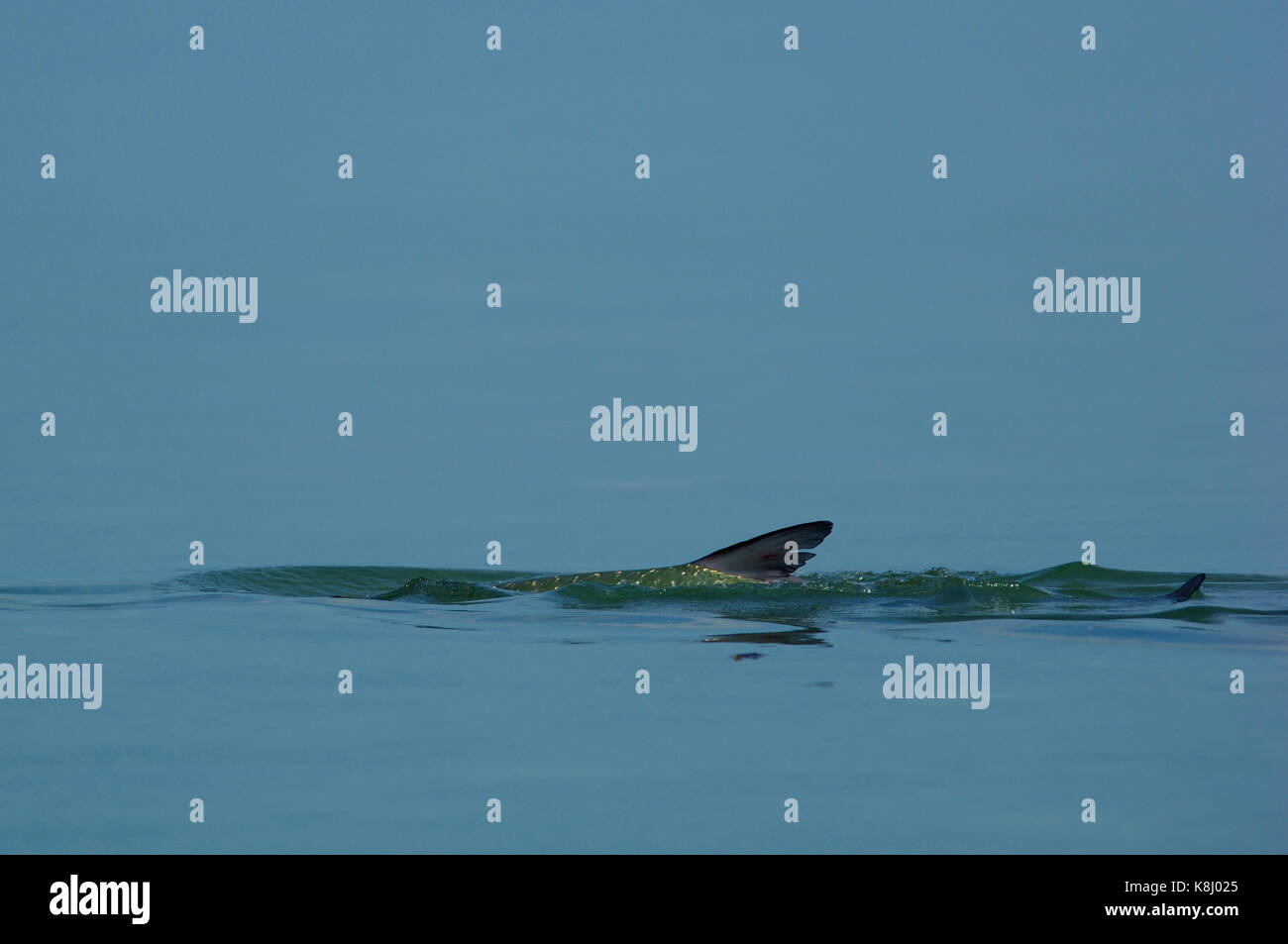 A tarpon rolls and shows his tail on the surface at Marathon Florida ...