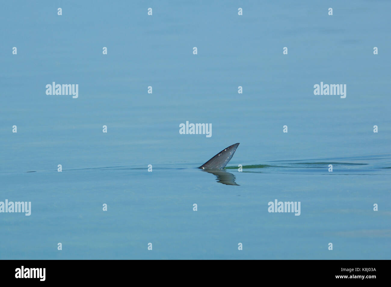 A tarpon rolls and shows his tail on the surface at Marathon Florida ...