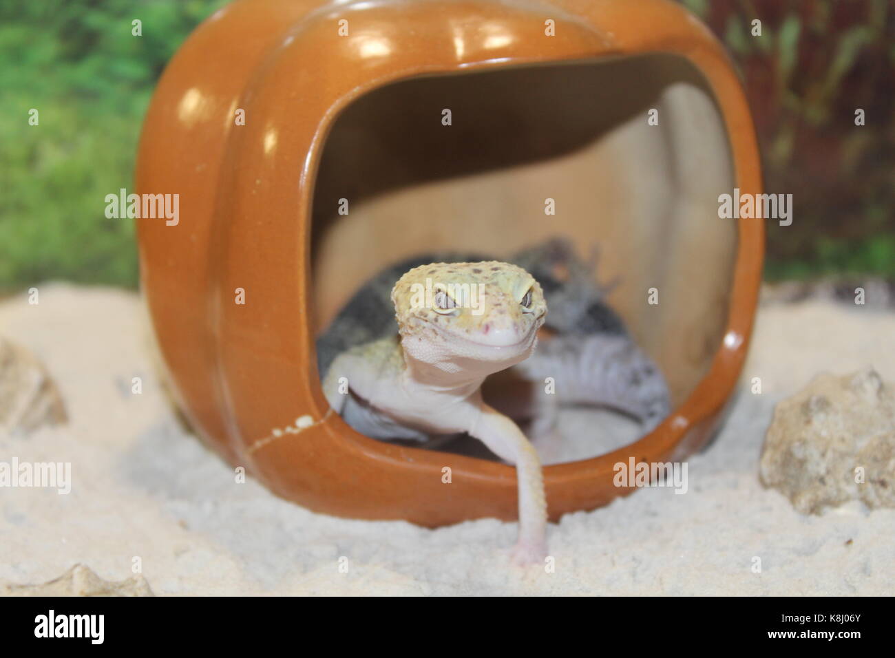 Leopard spider hi-res stock photography and images - Alamy