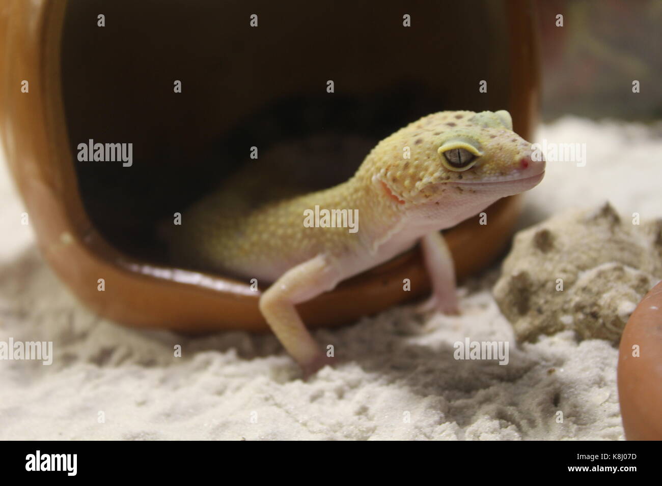 Leopard spider hi-res stock photography and images - Alamy