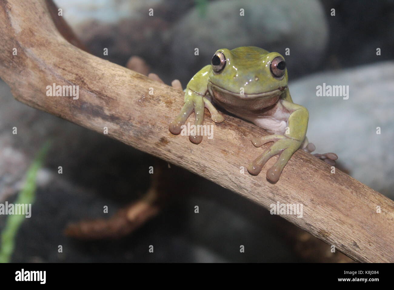 Hyla chinensis hi-res stock photography and images - Alamy