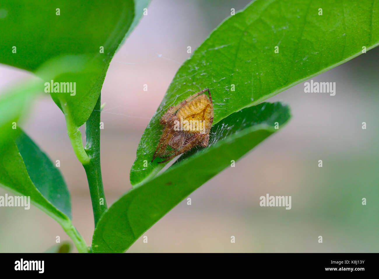 The spider on the leaf of the lemon tree Stock Photo - Alamy