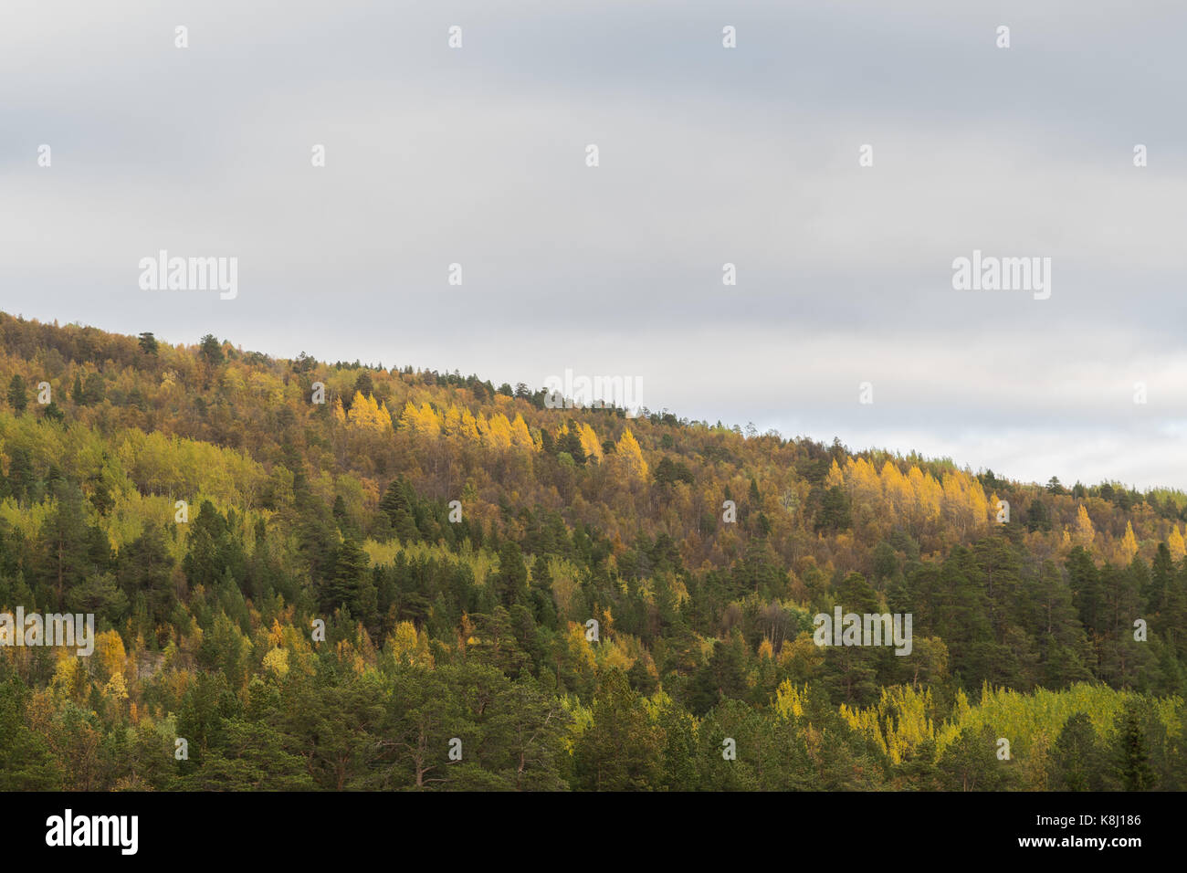 Forest on hillside with different trees and colors in autumn Stock ...