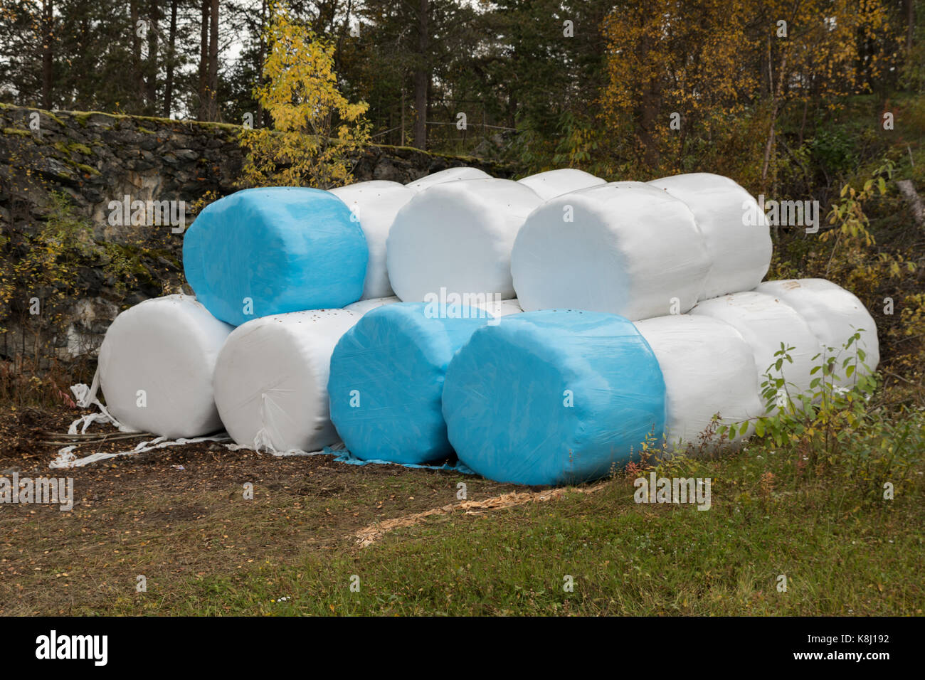 Blue and white bales of hay. Blue are for supporting prostate cancer ...