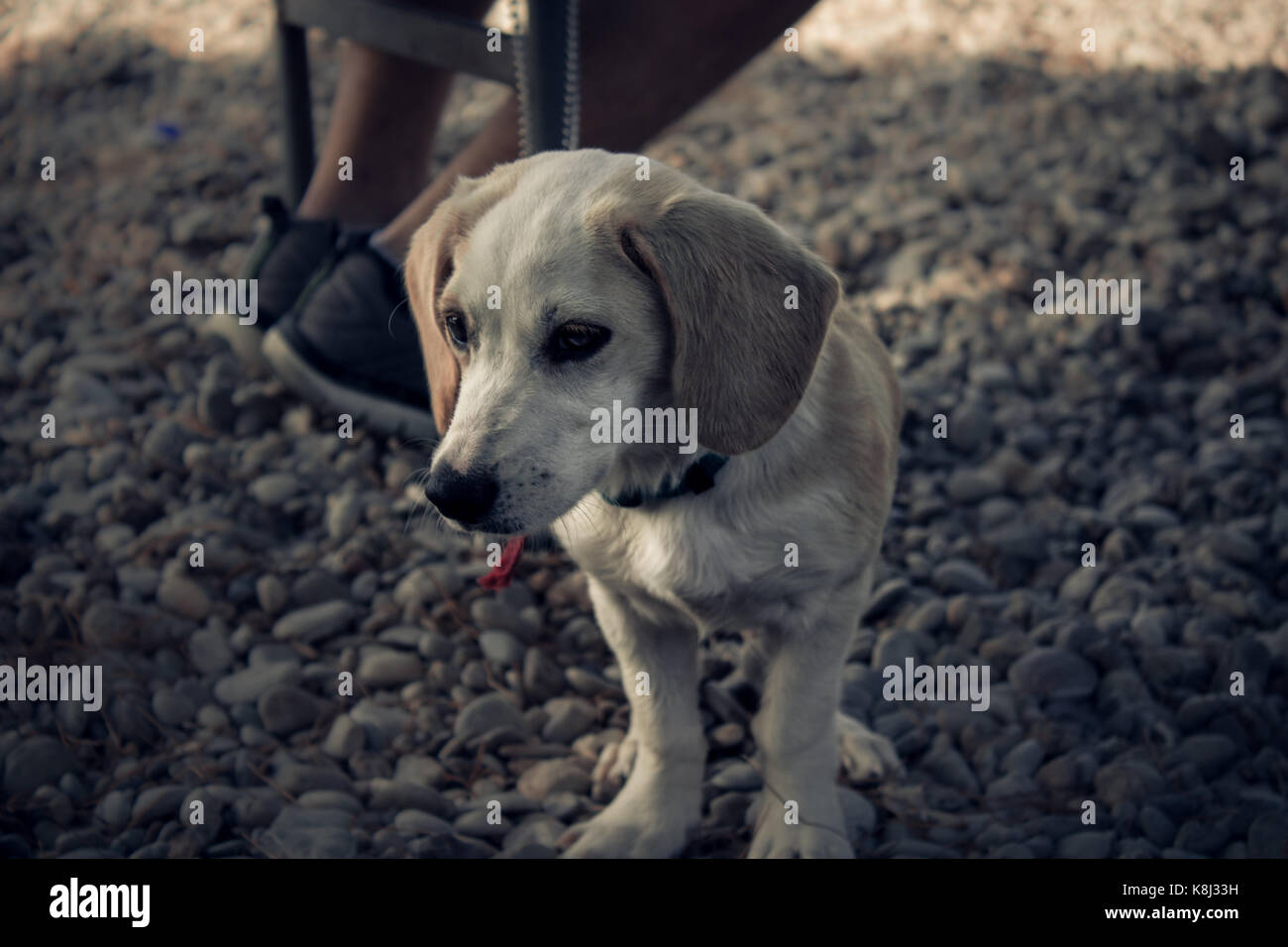 puppy at the beach little dog Stock Photo - Alamy
