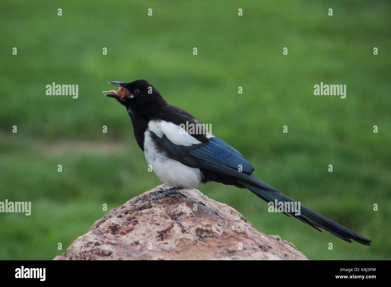 Baby magpie hi-res stock photography and images - Alamy