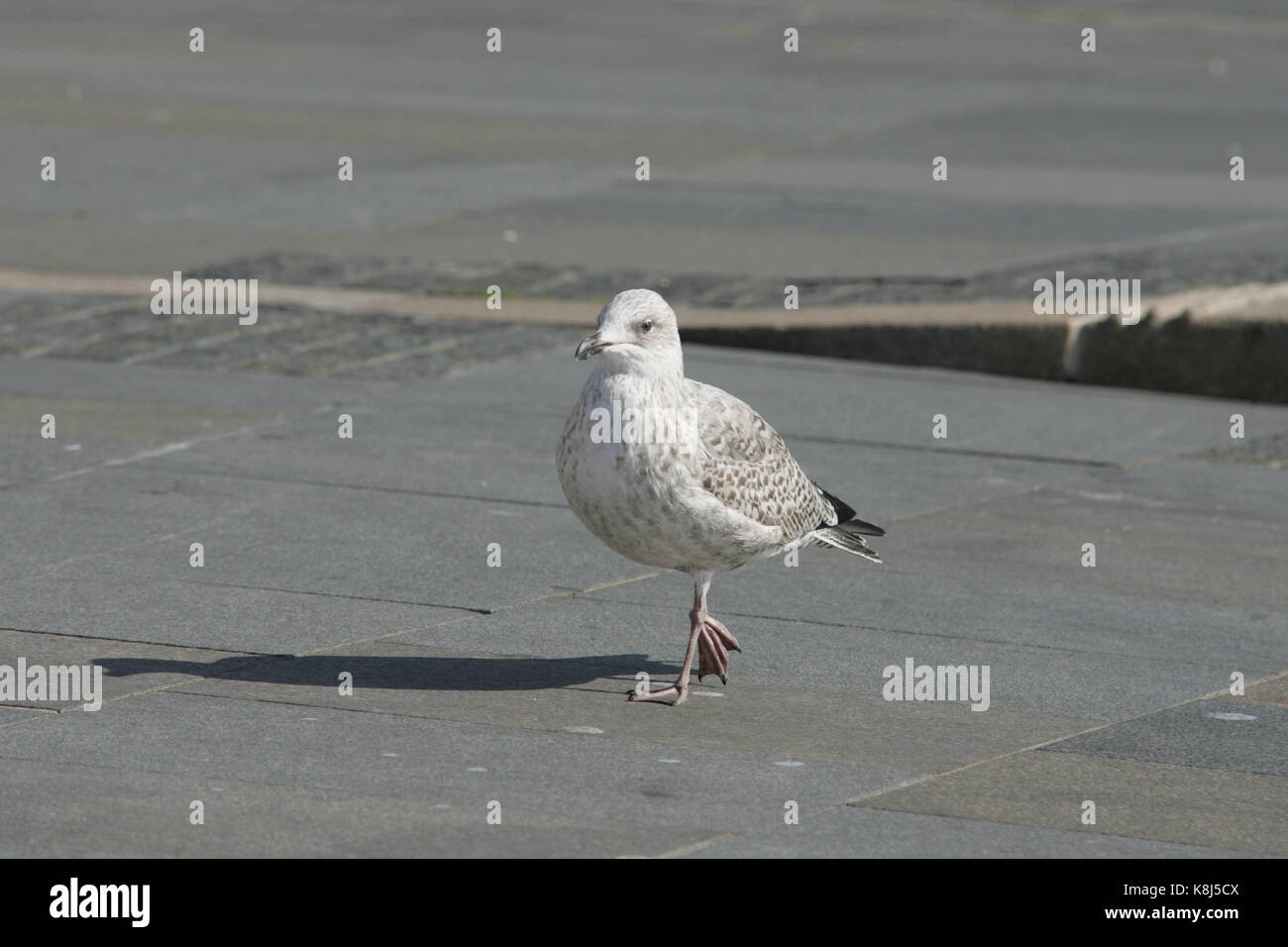 Seagulls in Liverpool Stock Photo - Alamy