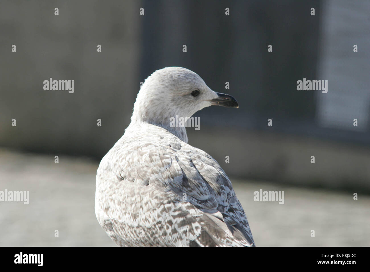 Seagulls in Liverpool Stock Photo - Alamy