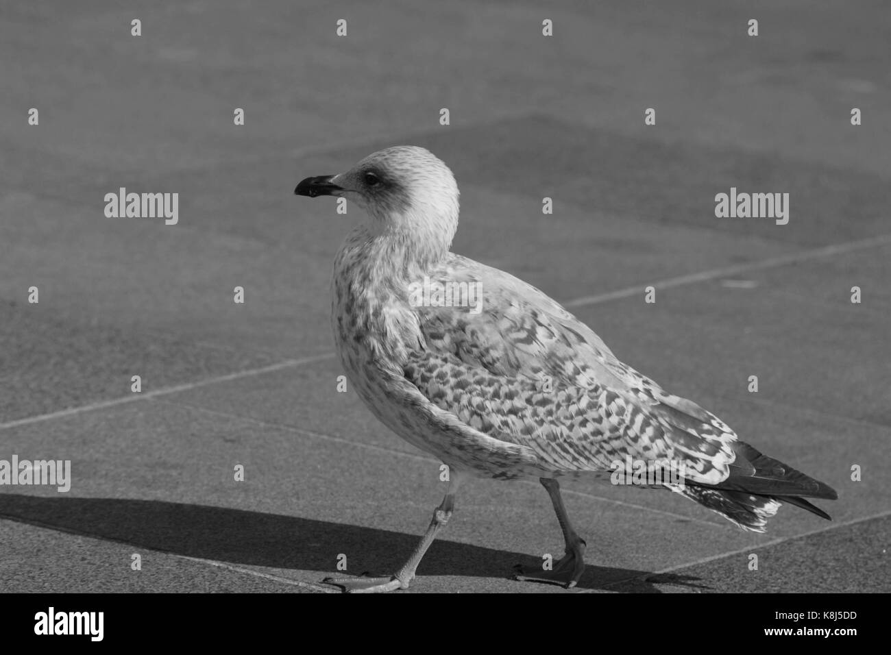 Seagulls in Liverpool Stock Photo - Alamy