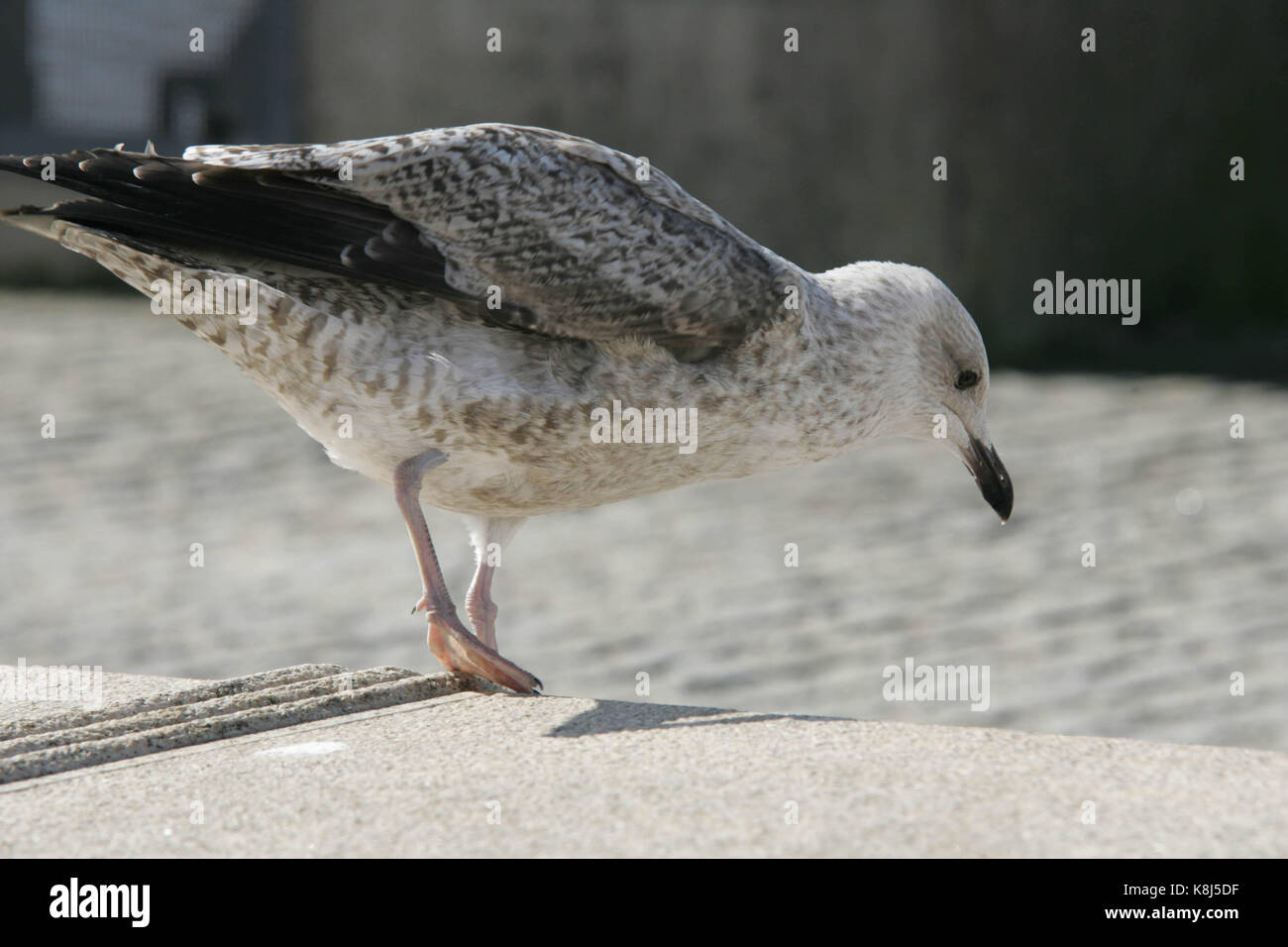 Seagulls in Liverpool Stock Photo - Alamy