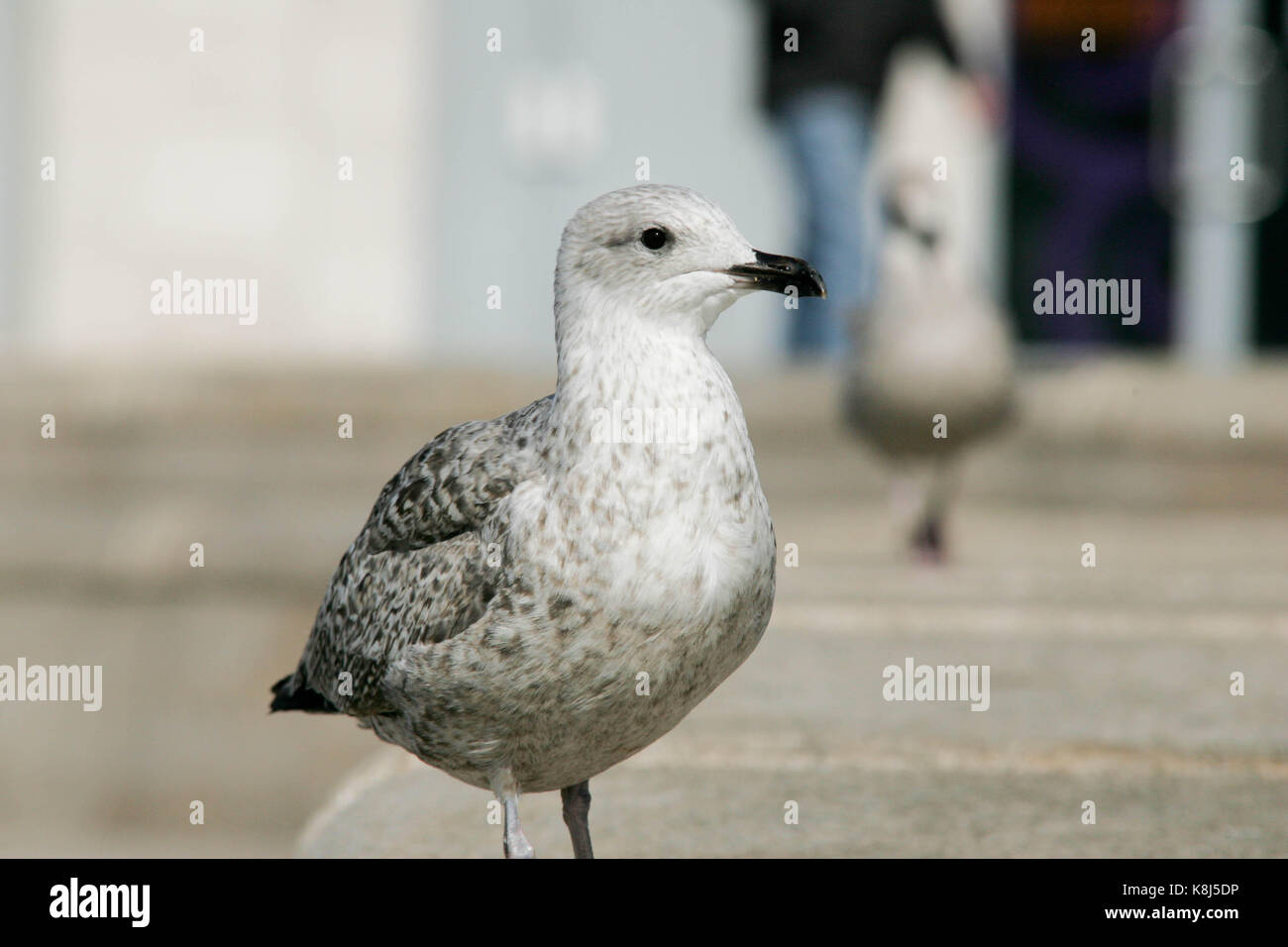 Seagulls in Liverpool Stock Photo - Alamy