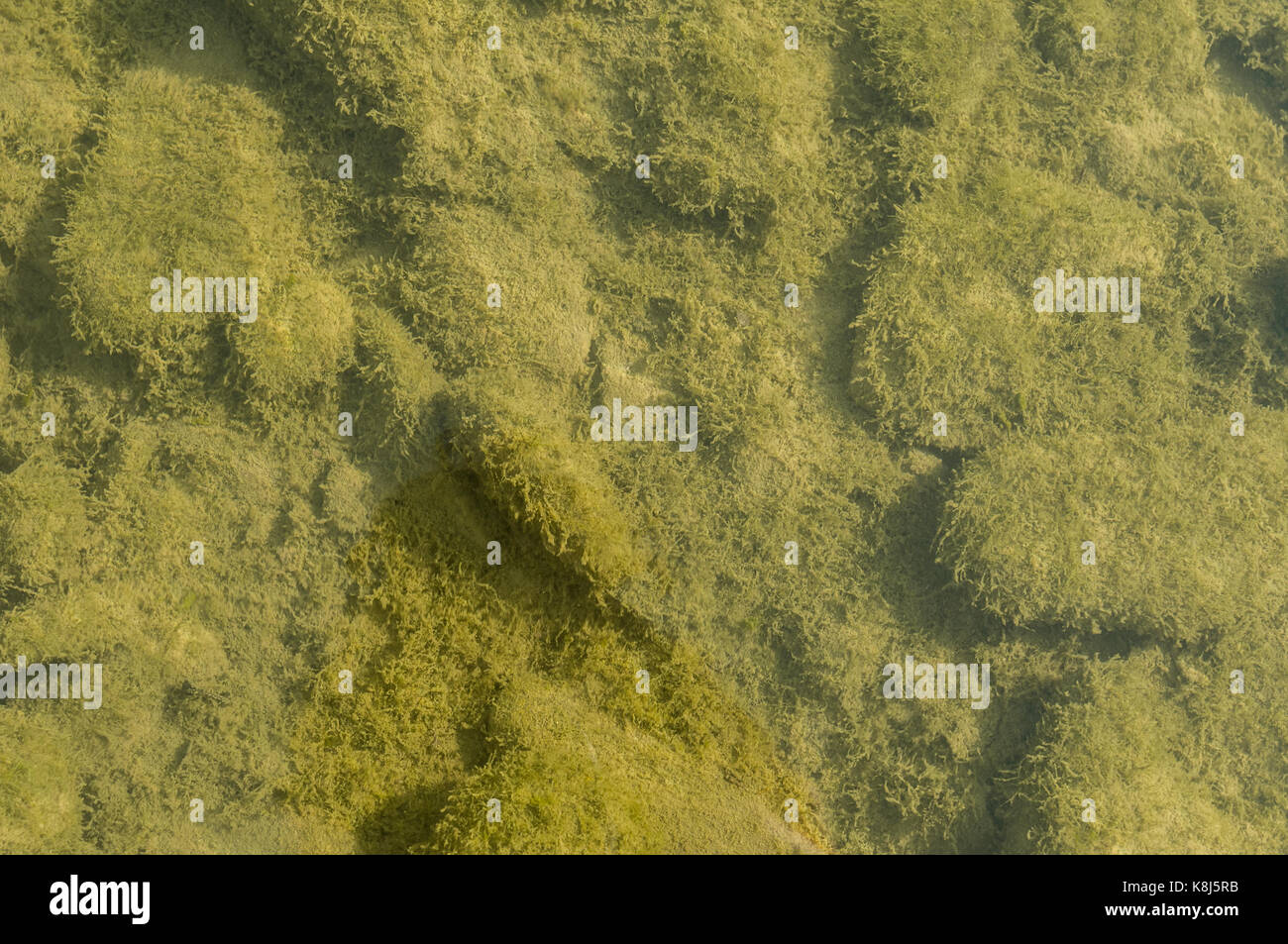 Riverbed of a small polluted stream undegoing eutrophication, covered ...