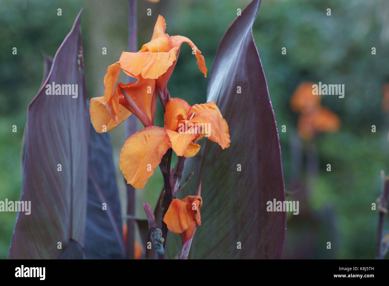 Canna foliage flower hi-res stock photography and images - Alamy