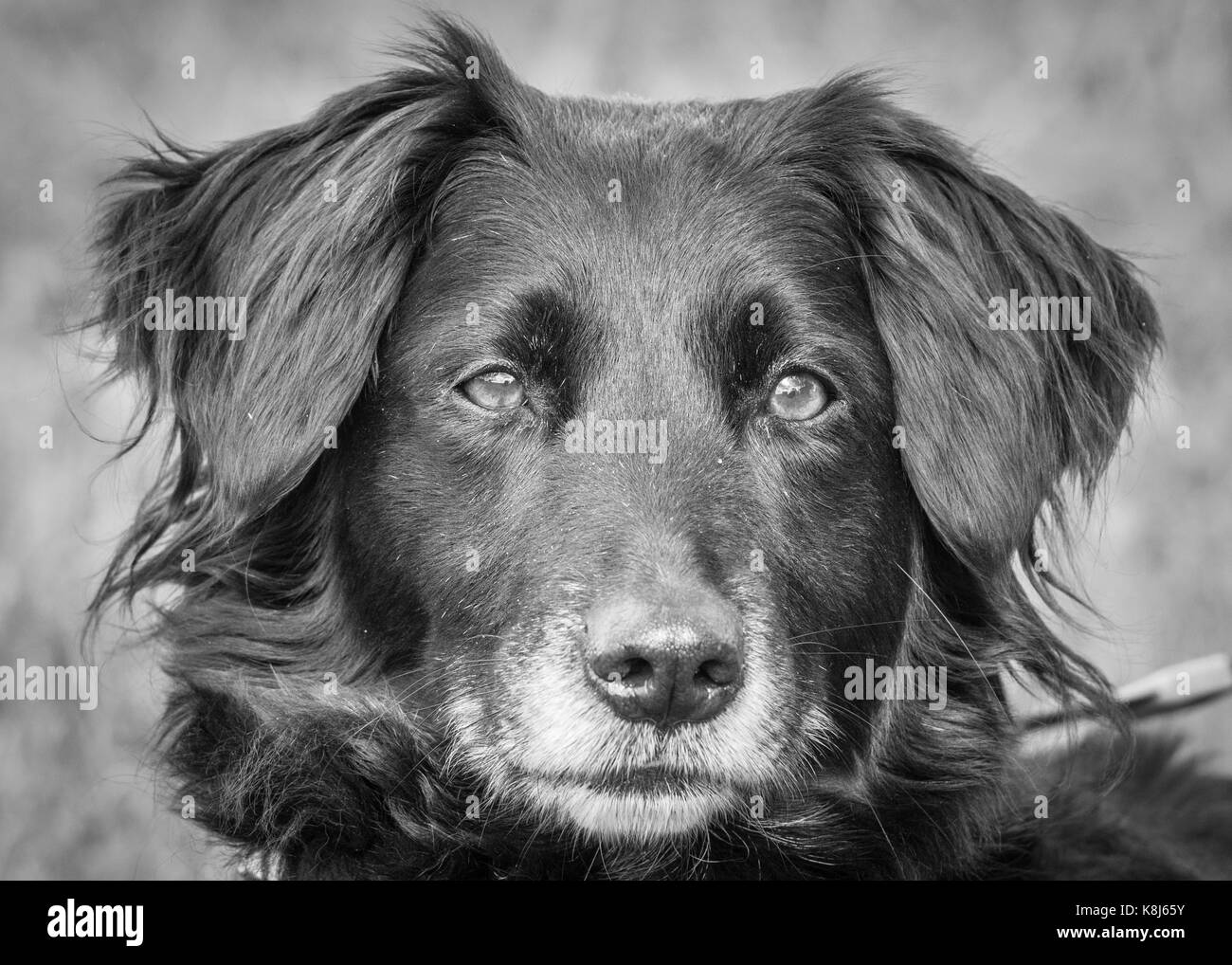 Labrador eyes hi-res stock photography and images - Alamy