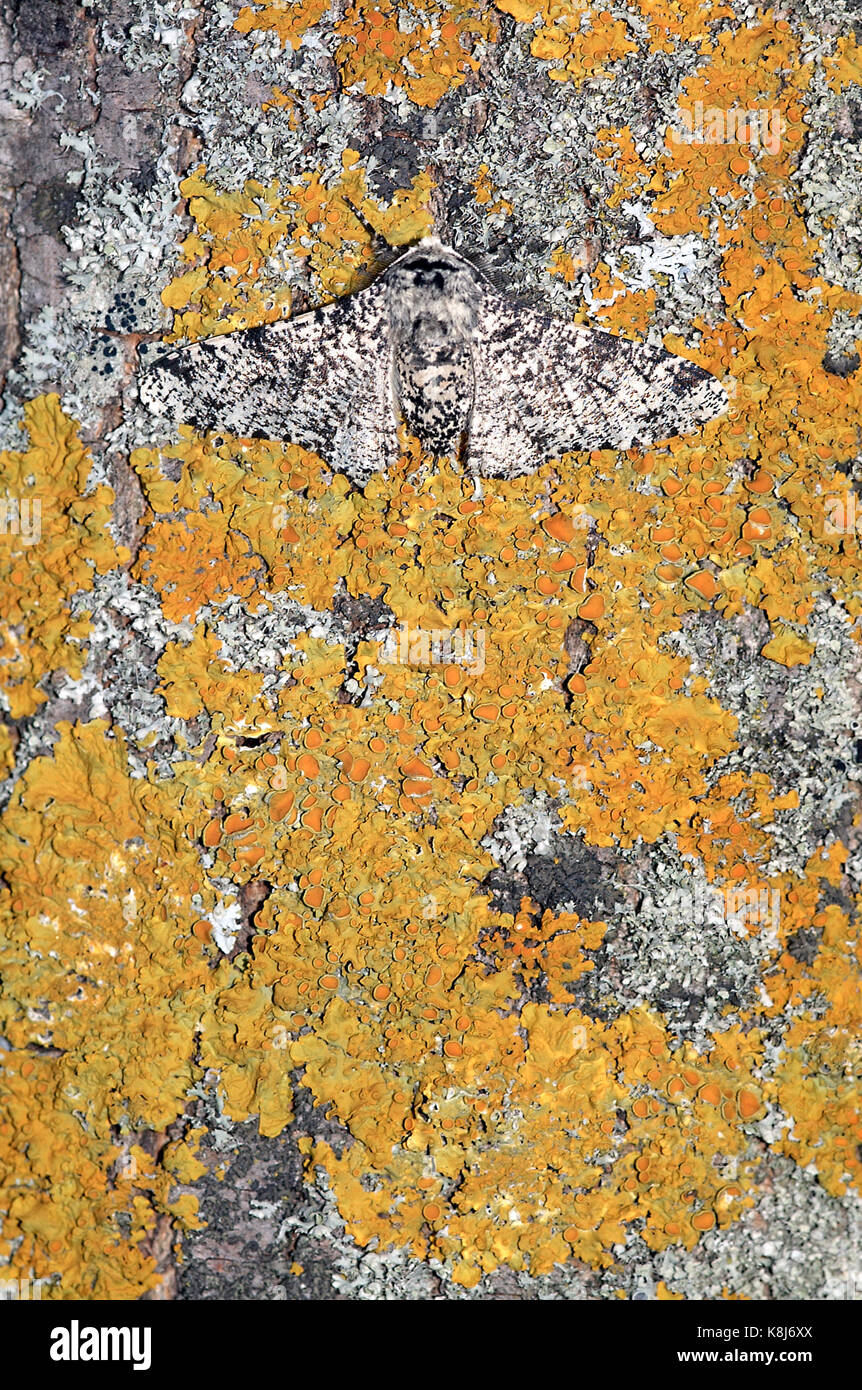 Peppered moth lichen tree hi-res stock photography and images - Alamy
