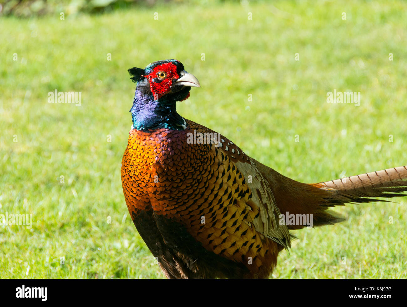 A photo of a beautiful pheasant in sweden, 2015 Stock Photo - Alamy