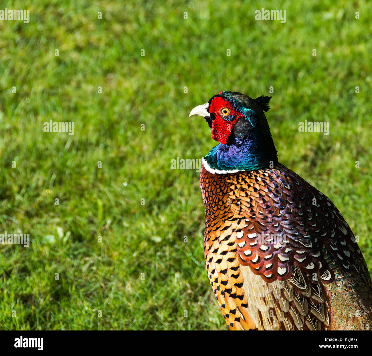 A photo of a beautiful pheasant in sweden, 2015 Stock Photo - Alamy