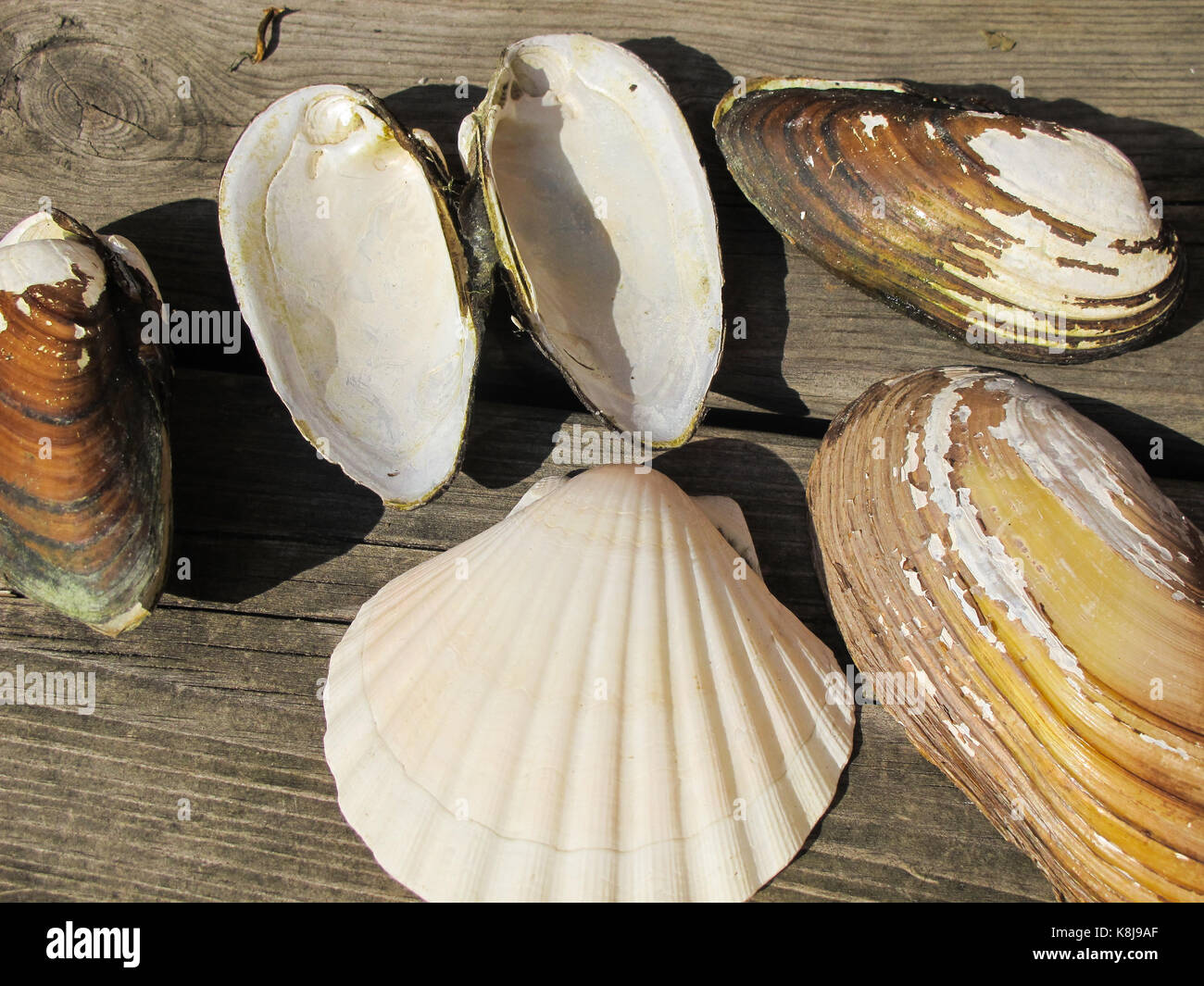 Sheels on a Wood table in sweden Stock Photo - Alamy
