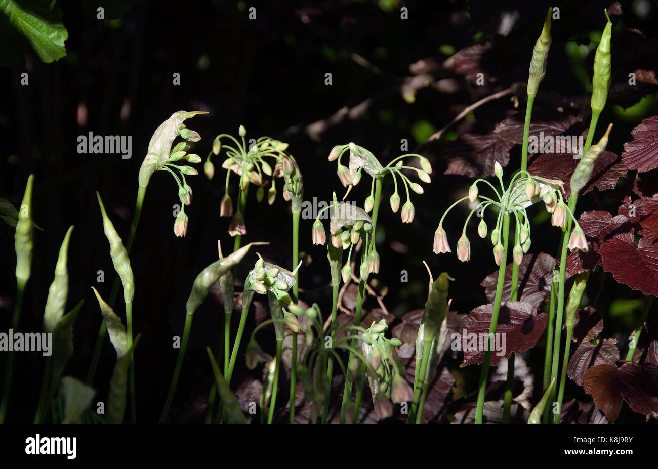 Nectaroscordum siculum and copper hazel Stock Photo - Alamy