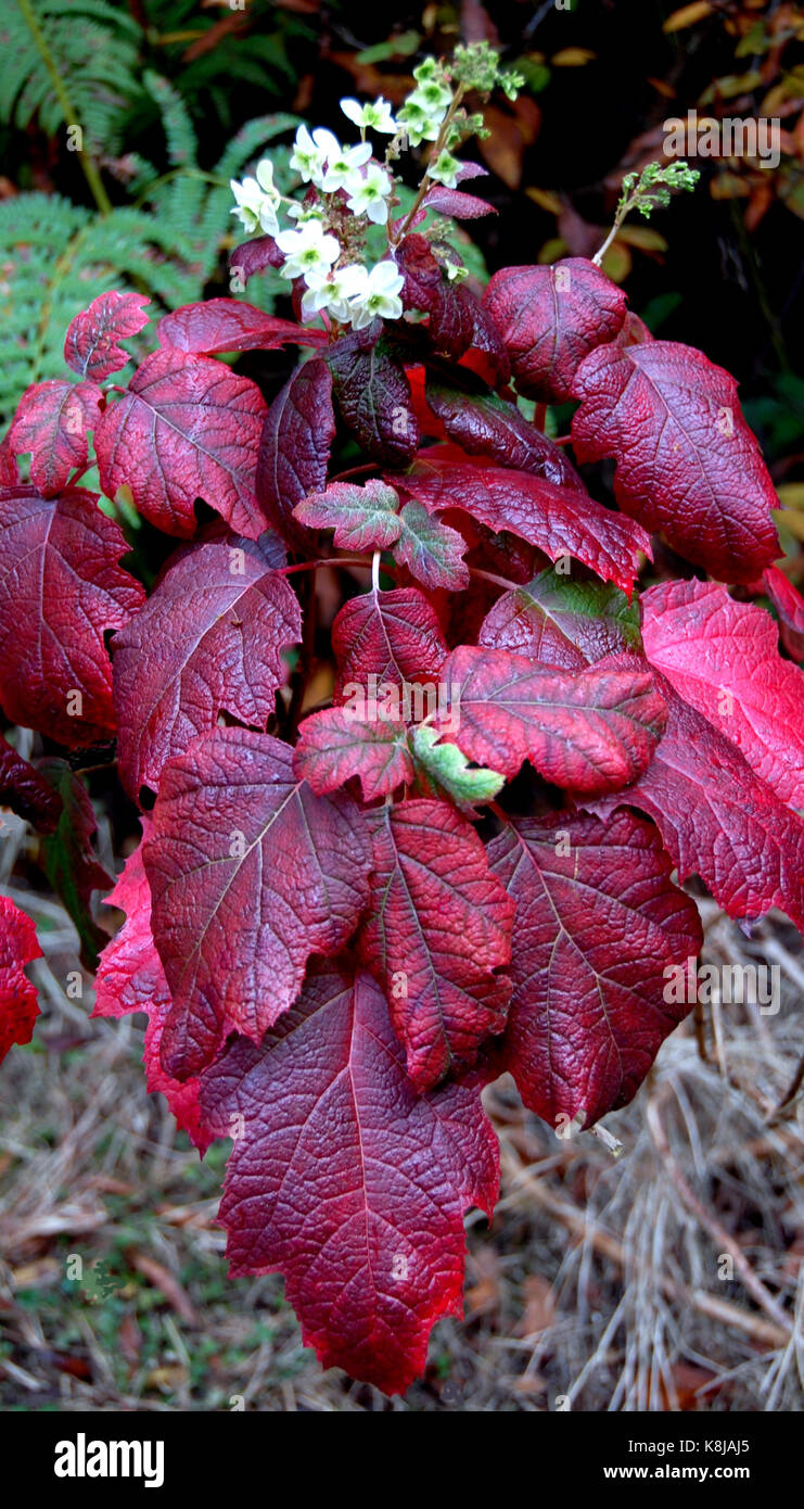 Hydrangea quercifolia an attractive oak-leaved shrub with good autumn ...