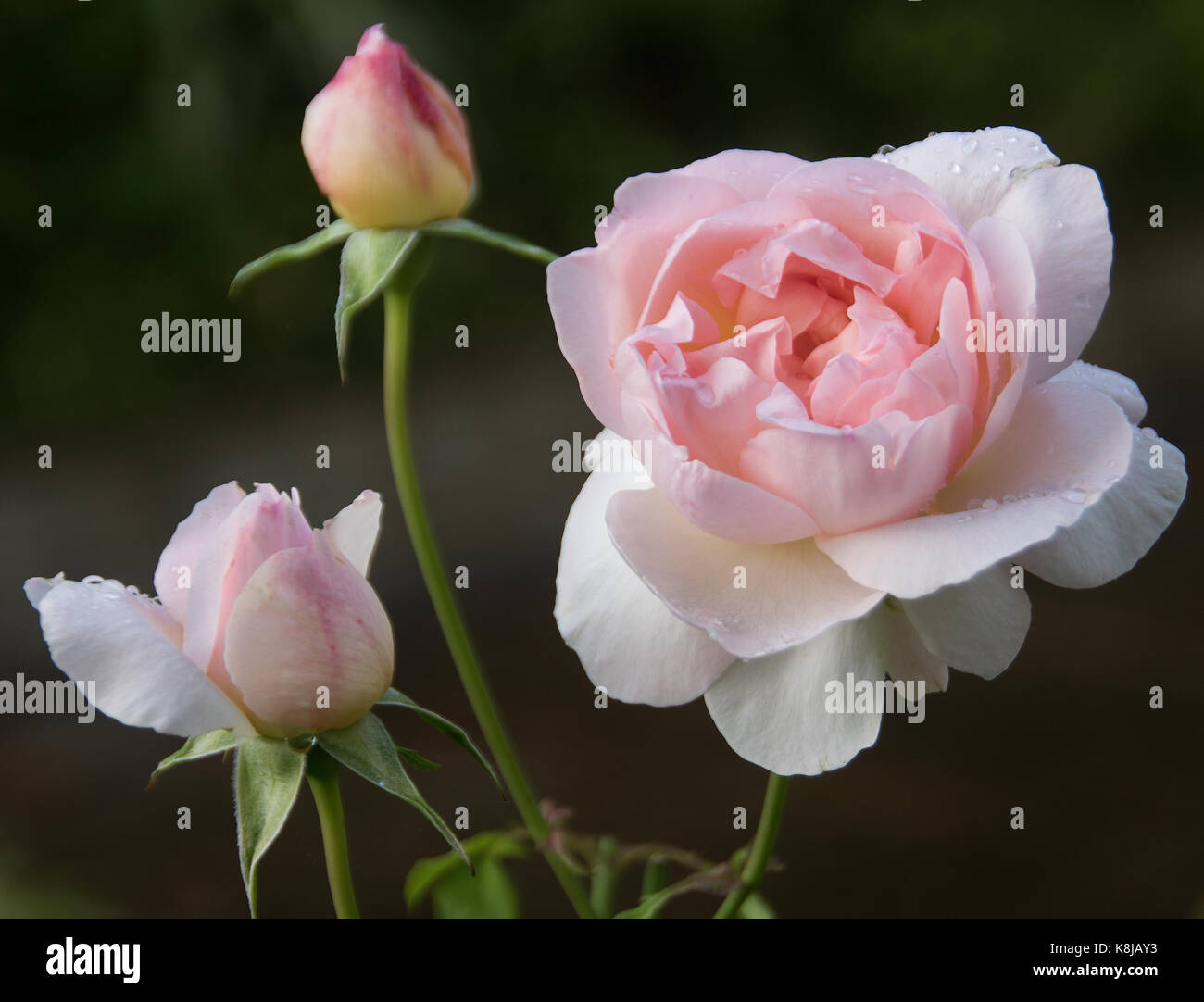 Rosa Sharifa Asma a fragrant, delicate blush pink shrub rose Stock ...
