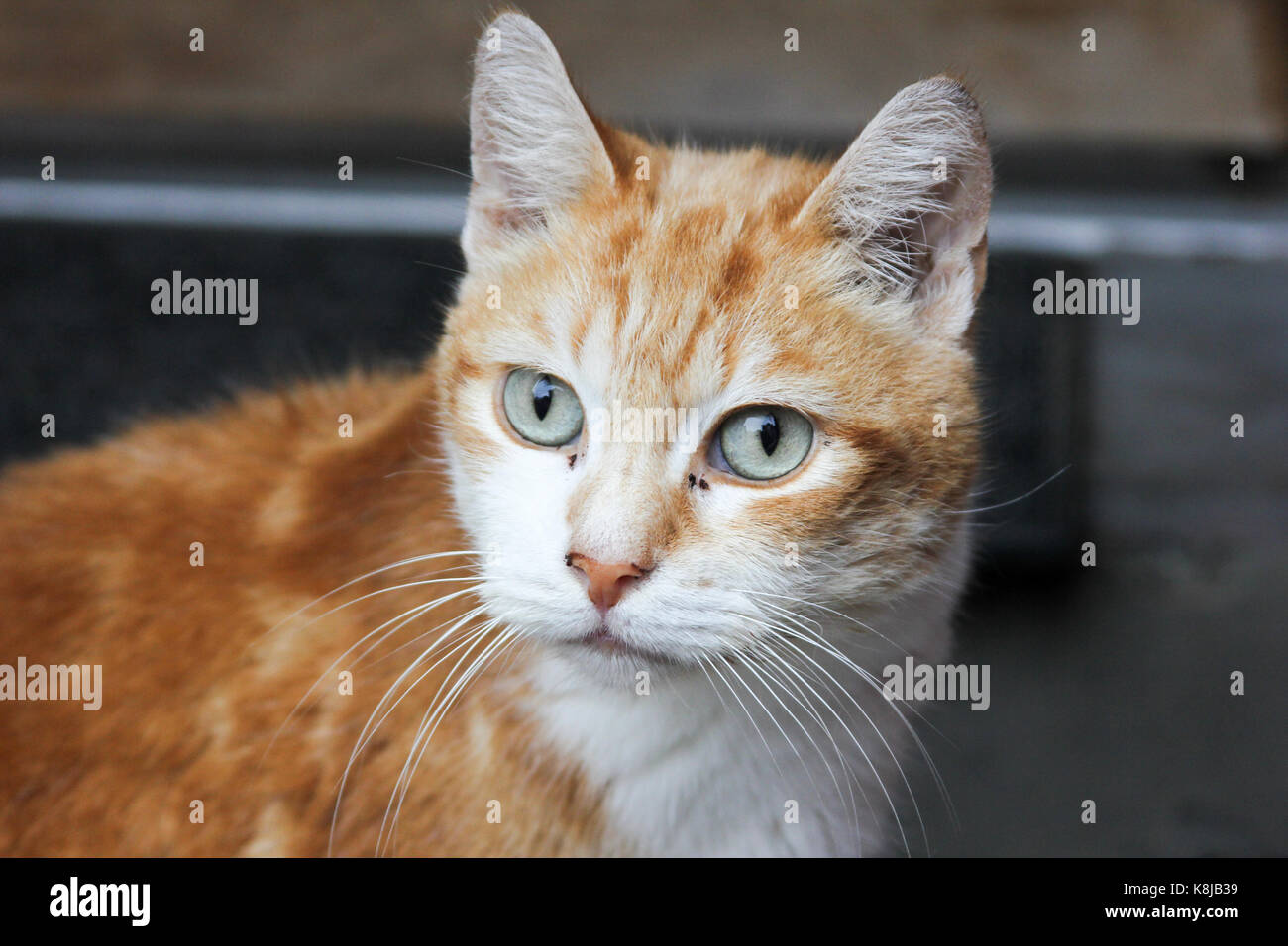 Amber eyes of cat hi-res stock photography and images - Alamy