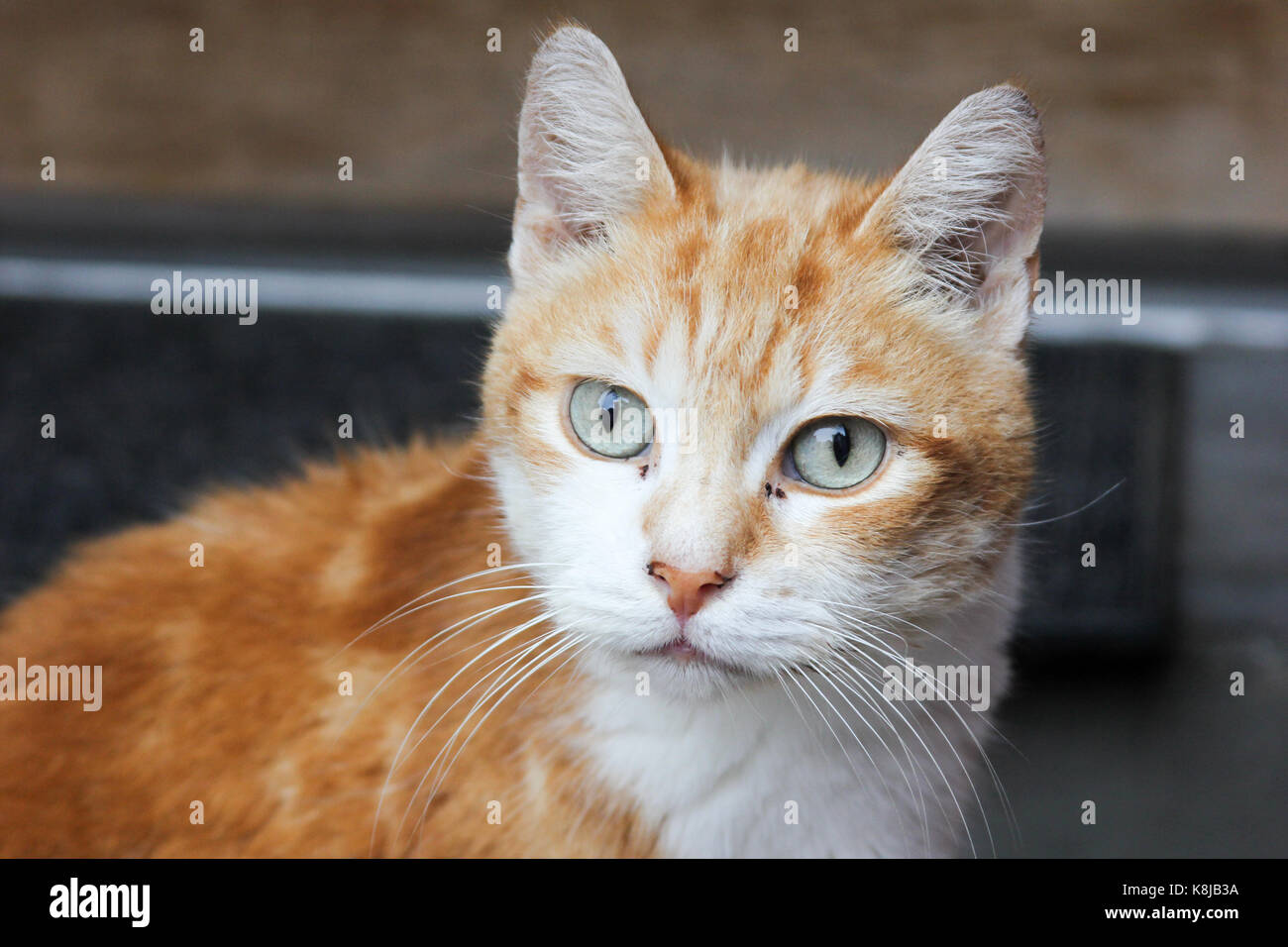 Amber eyes of cat hi-res stock photography and images - Alamy