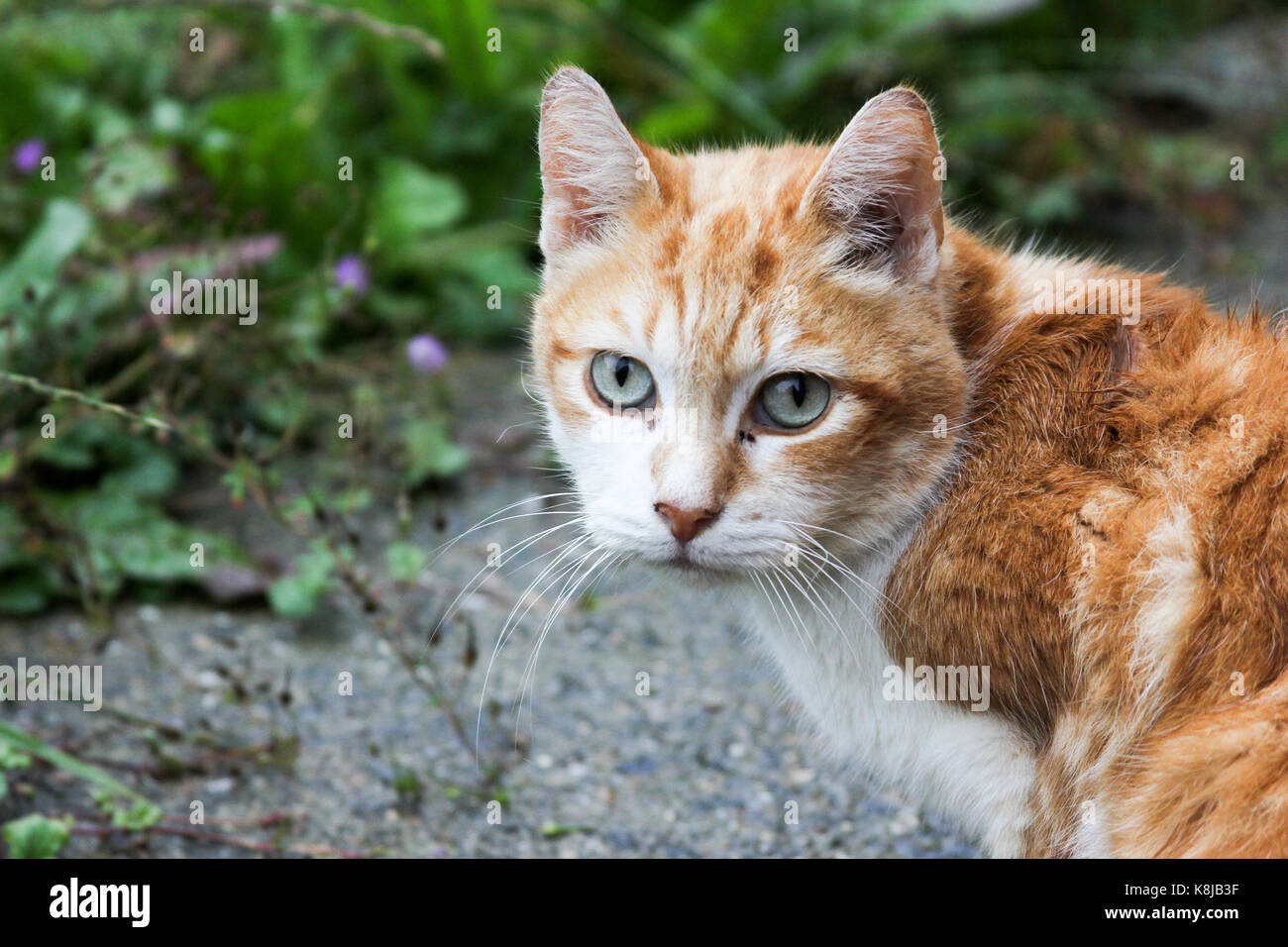 Amber eyes of cat hi-res stock photography and images - Alamy