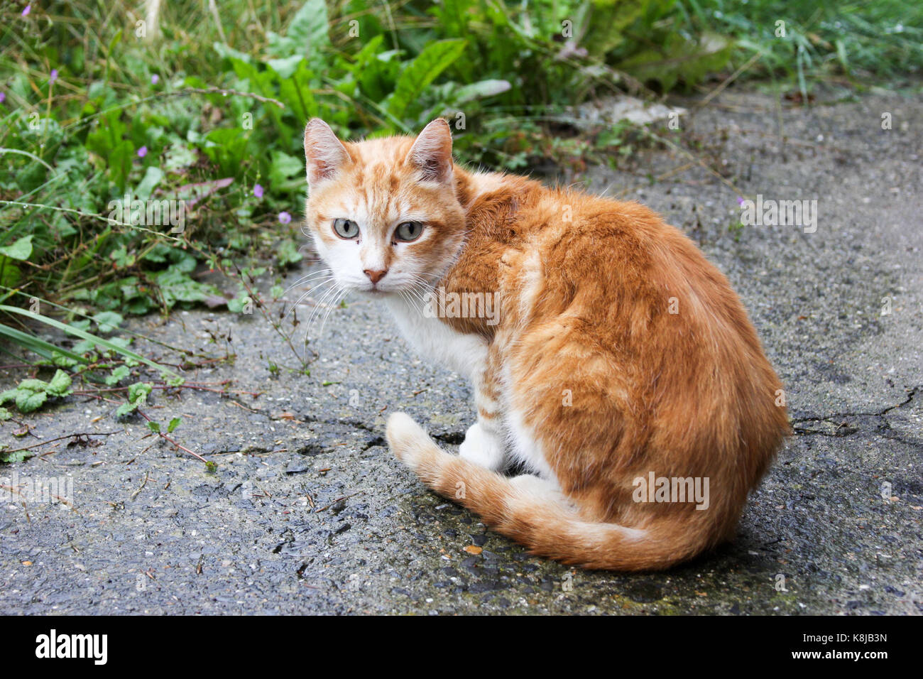 Amber eyes of cat hi-res stock photography and images - Alamy