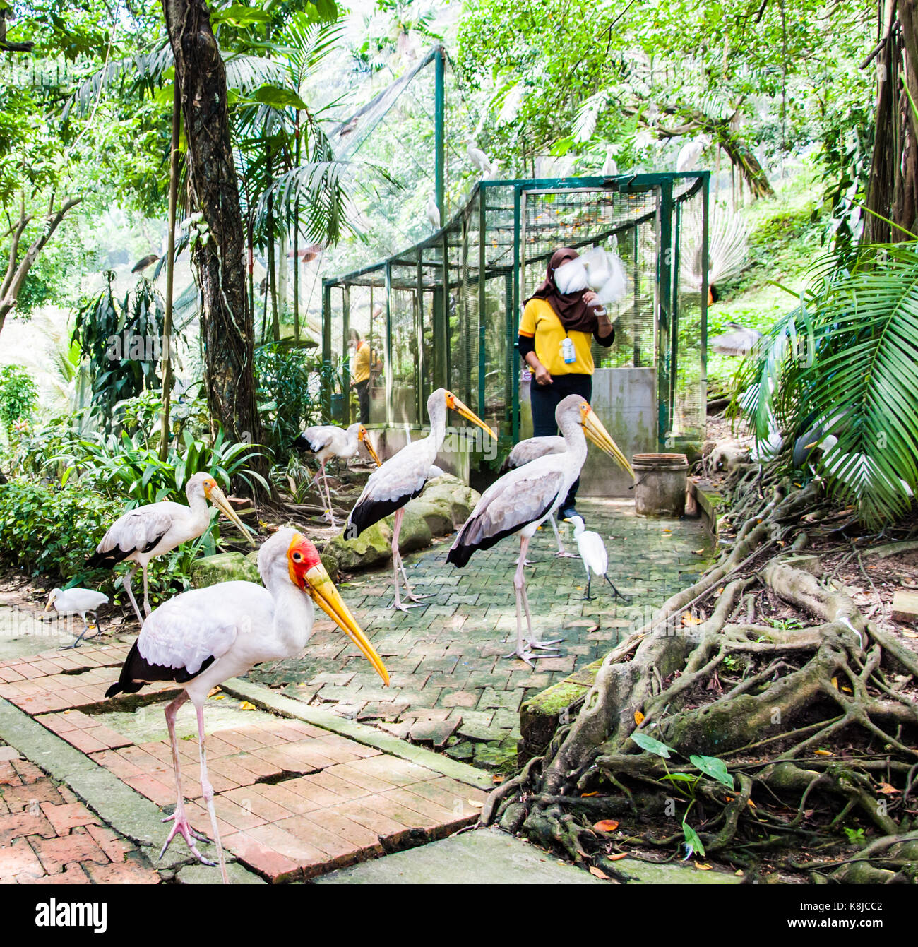 Malaysian milky stork birds in the city park Stock Photo - Alamy