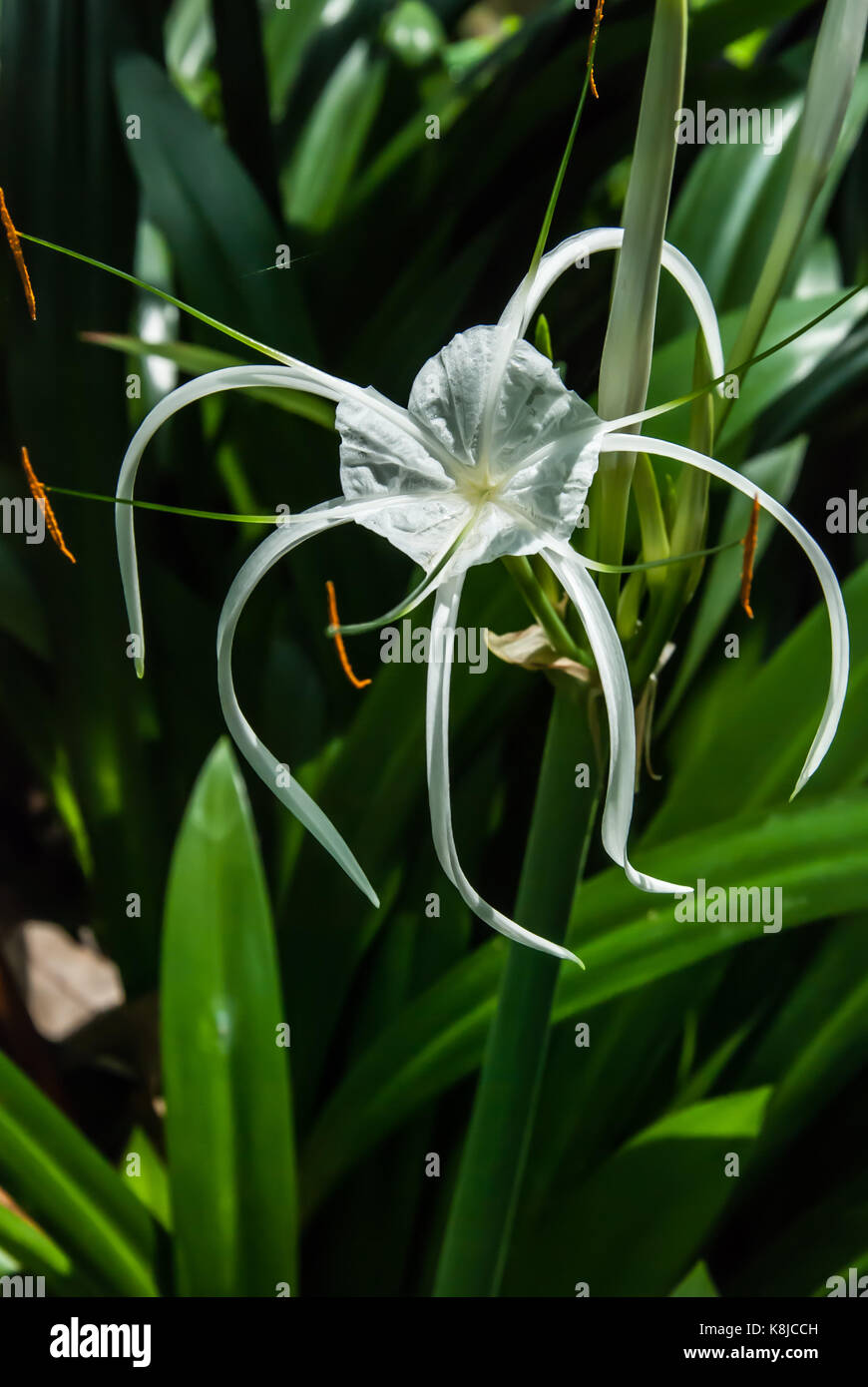 Exotic white spider type flower in greenery scenery Stock Photo - Alamy