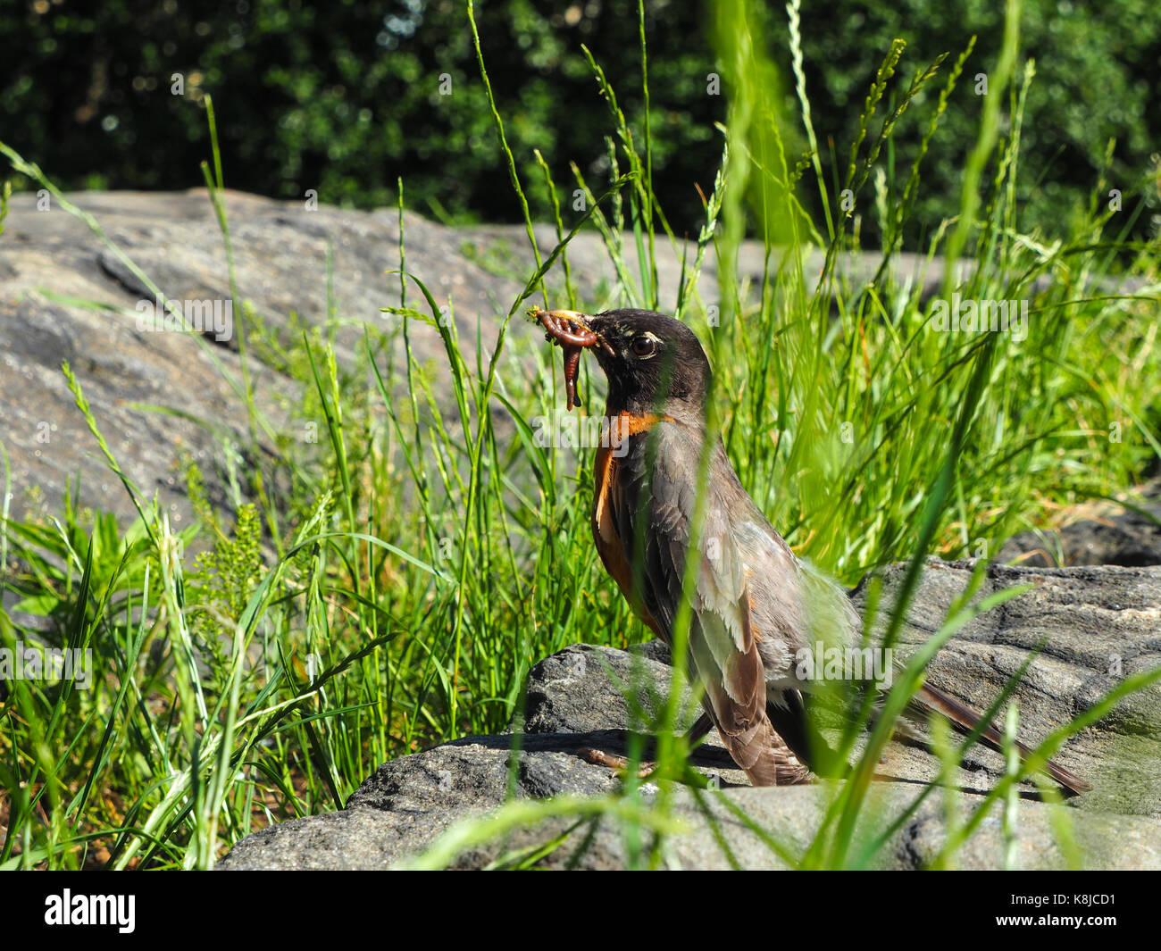 Bird of the prey hi-res stock photography and images - Alamy