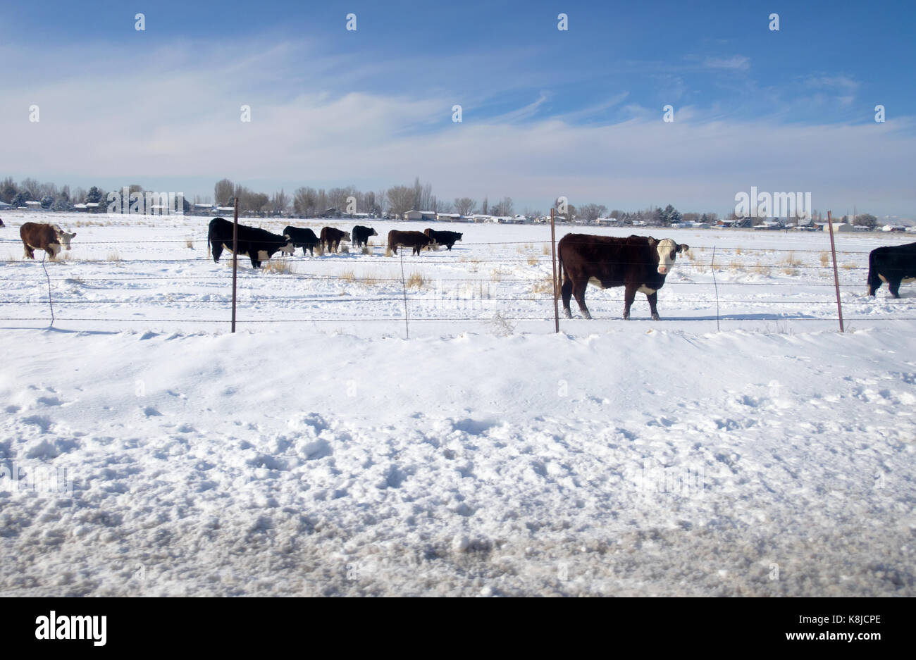 Beef cows snow hi-res stock photography and images - Alamy