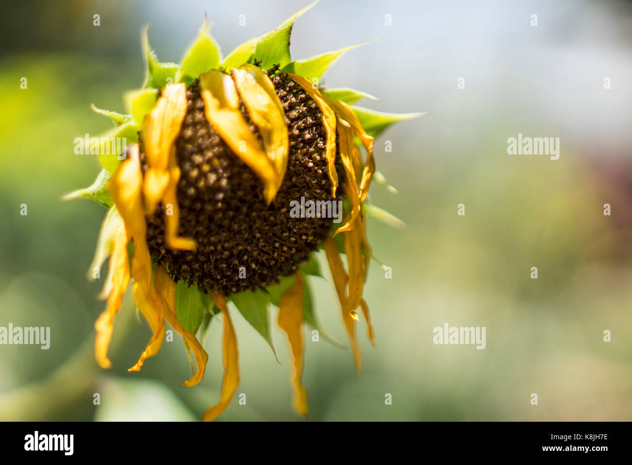 A sunflower wilts in the hot summer sun Stock Photo - Alamy